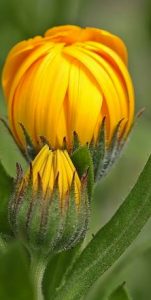 Growing Calendula from Seed - Countryside